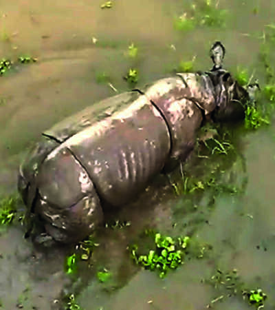 Rhino Hit By Speeding Truck Doing Fine, Claims Forest Dept | Guwahati ...