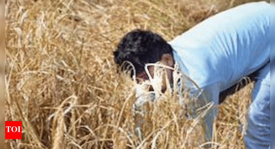 Andhra Pradesh: Complete e-crop validation in 3 days, officials told ...