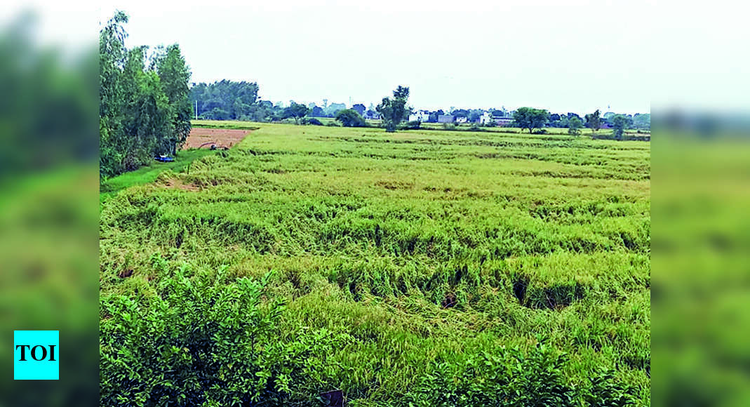 Advisory, App Help Farmers To Save Crops From Rainfall | Jaipur News ...