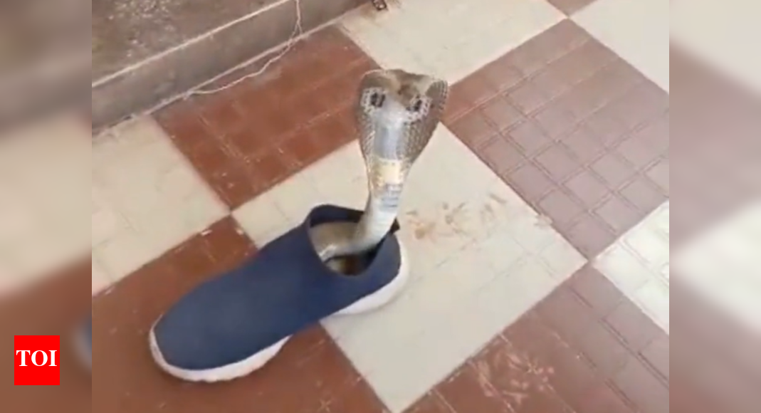 Viral video: Cobra hides inside shoe, snake catcher expertly snares it ...