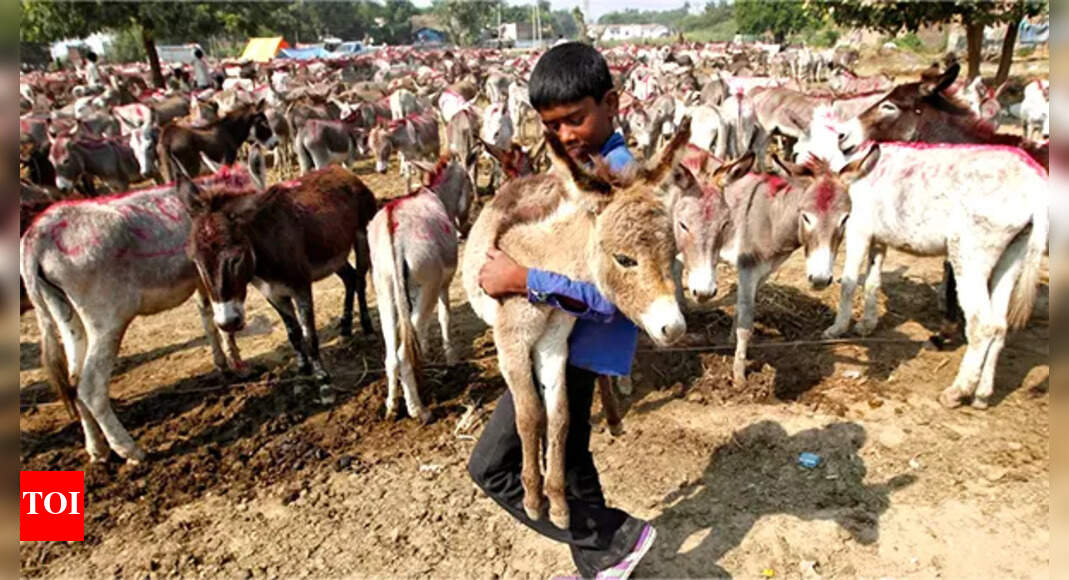 Why India is losing its donkeys to superstitions and China - Times of India