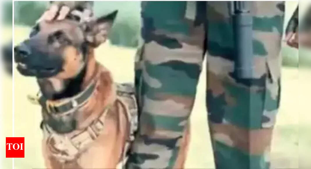 Army's assault dog Zoom, critically injured during encounter in ...