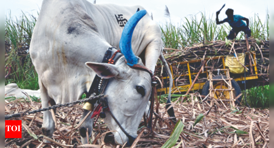 Ahmednagar: Cattle Fitness Certificates To Be Home Delivered In ...