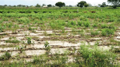 Heavy Rain Shatters Rabi Crop Hope | Hubballi News - Times of India