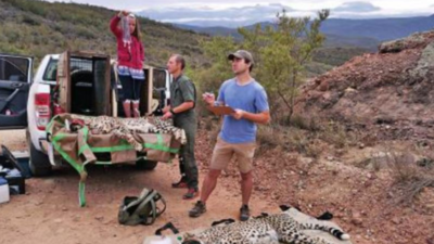 Leopards a concern for cheetahs at Kuno | Bhopal News - Times of India