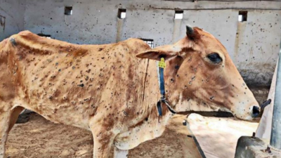 ‘cow Cess, Other Levies Not Released Fully For Spending’ | Jaipur News ...