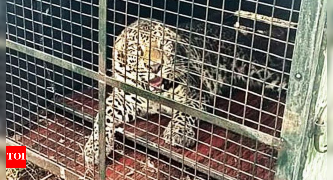 Leopard: Leopard Spotted In Village, Rescued | Mysuru News - Times of India