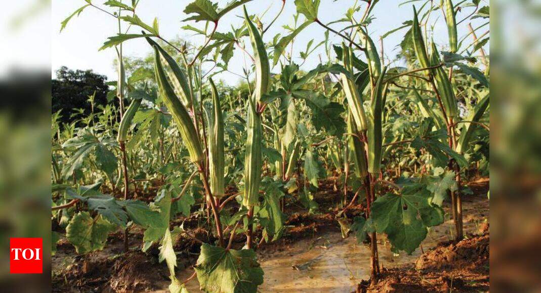 Group of farmers working to promote heritage seeds | Goa News - Times ...