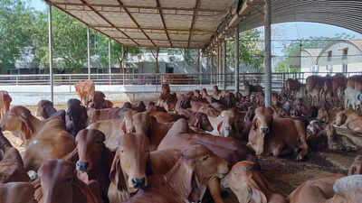 Gujarat rolls out DNA test to confirm if meat is beef | Ahmedabad News ...