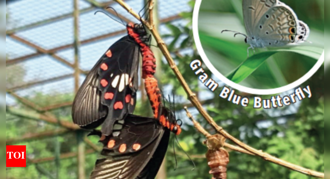 riot-of-colour-nearly-6-000-butterflies-spotted-at-delhi-s-7