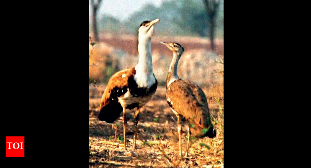 Gujarat: Gujarat, 2 other states likely to get GIB breeding centres ...