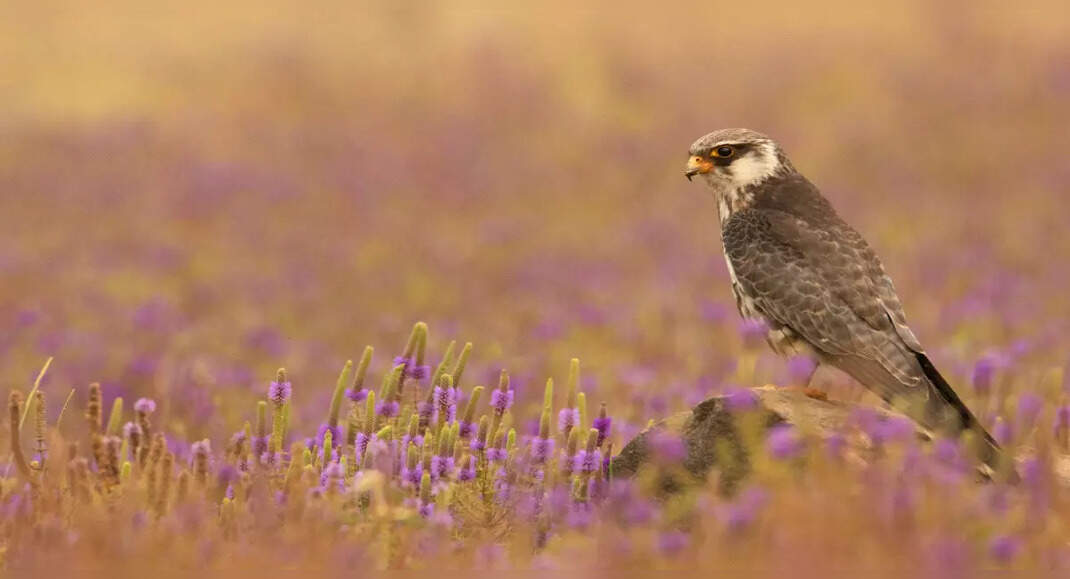 Witness the annual Amur falcon migration in Nagaland, Manipur and Assam ...