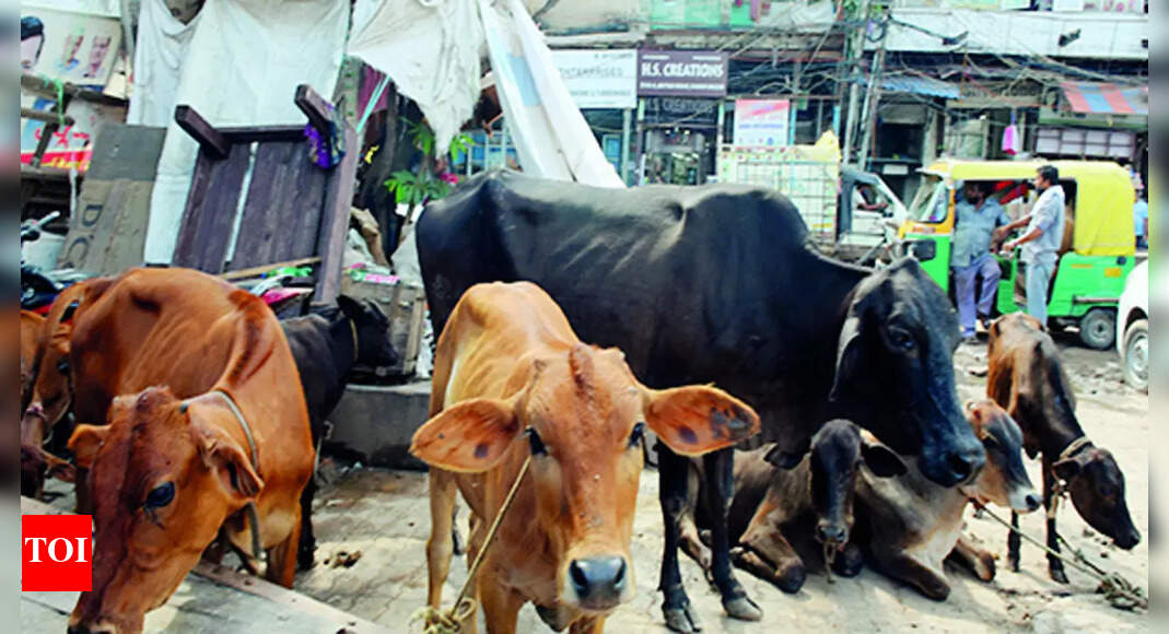 Lumpy: Lumpy Skin Disease Triggers Milk Fear | Hubballi News - Times of ...