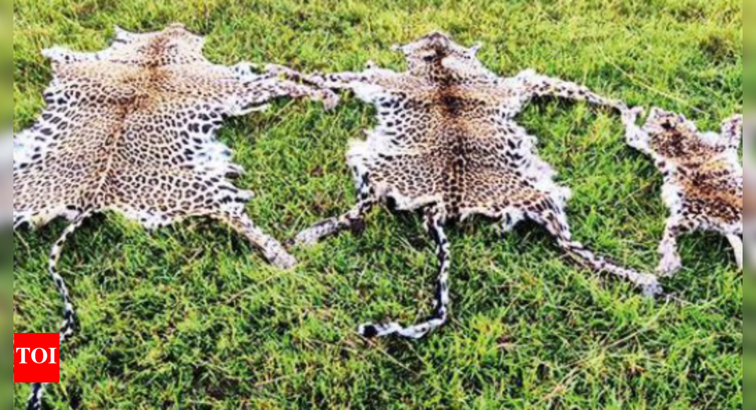 Stf: 3 Arrested With Leopard Skins | Bhubaneswar News - Times of India