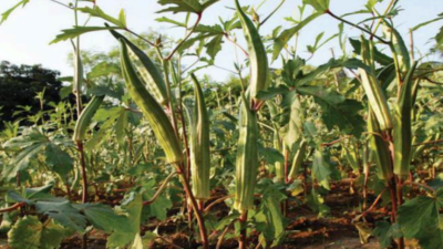 Goa: Group of farmers working to promote heritage seeds | Goa News ...