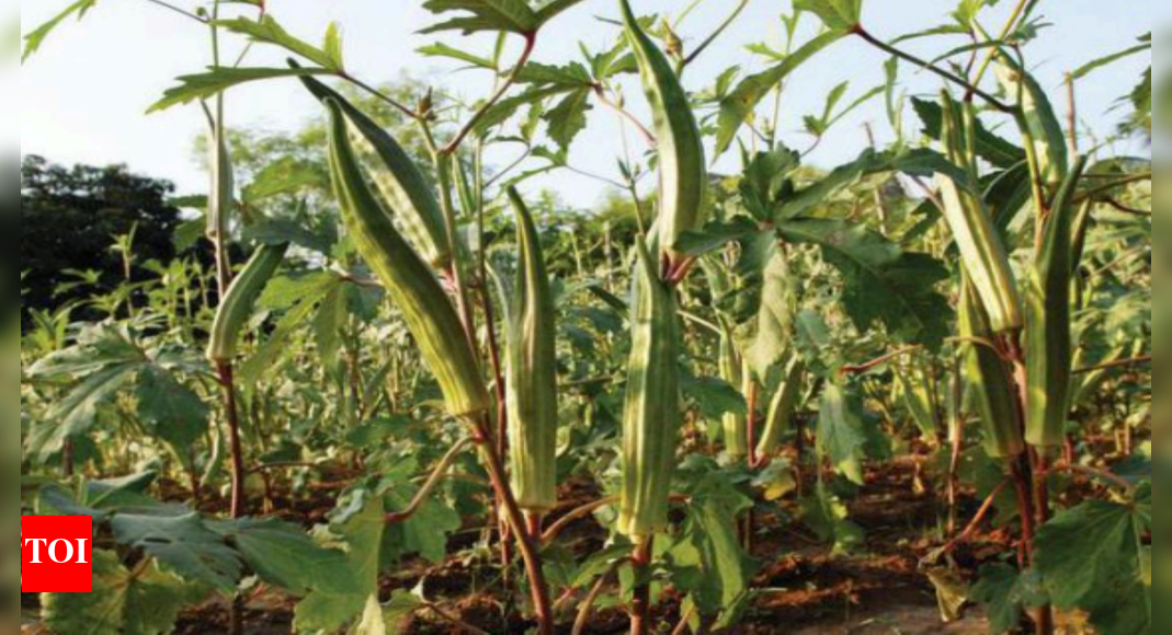 Goa: Group of farmers working to promote heritage seeds | Goa News ...