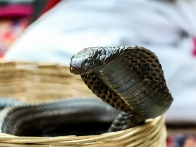 Cobra dead after biting a drunk man, video goes viral on social media ...