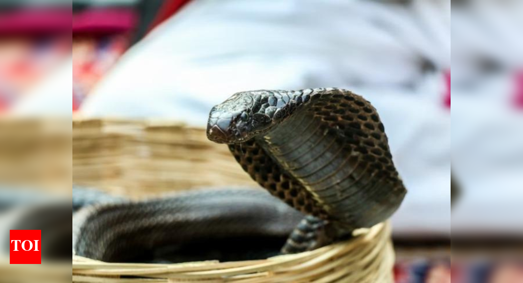 Cobra dead after biting a drunk man, video goes viral on social media ...