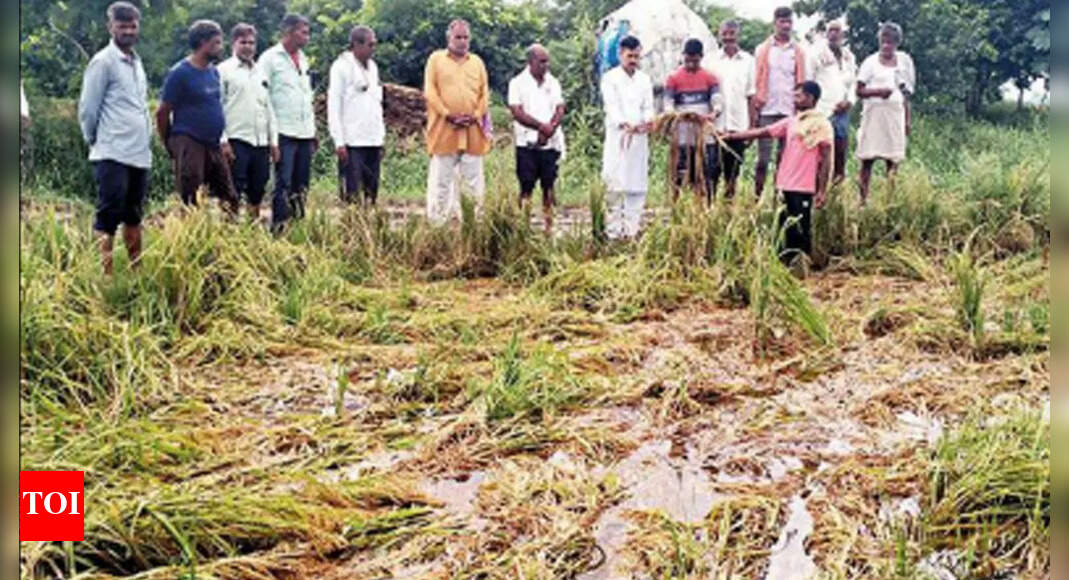 Crop loss due to rain: Death of 6 farmers in Agra in 2 weeks linked to ...