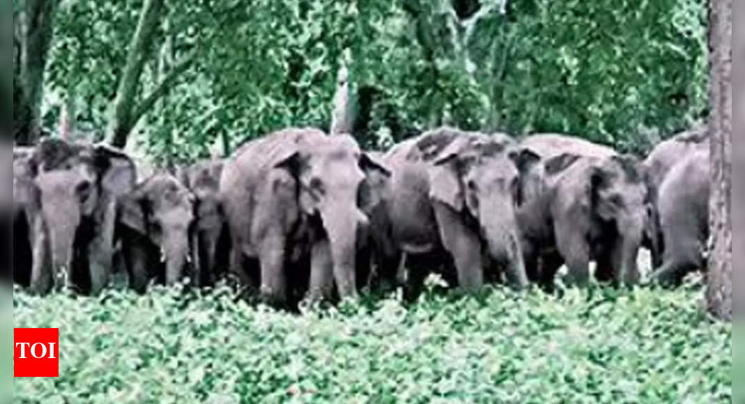 Morning Walker Injured In Wild Elephant Attack | Coimbatore News ...