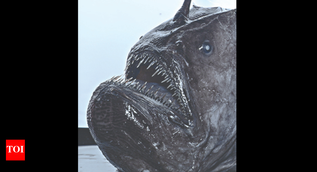 New Anglerfish Species Named After Abdul Kalam | Kochi News - The Times ...