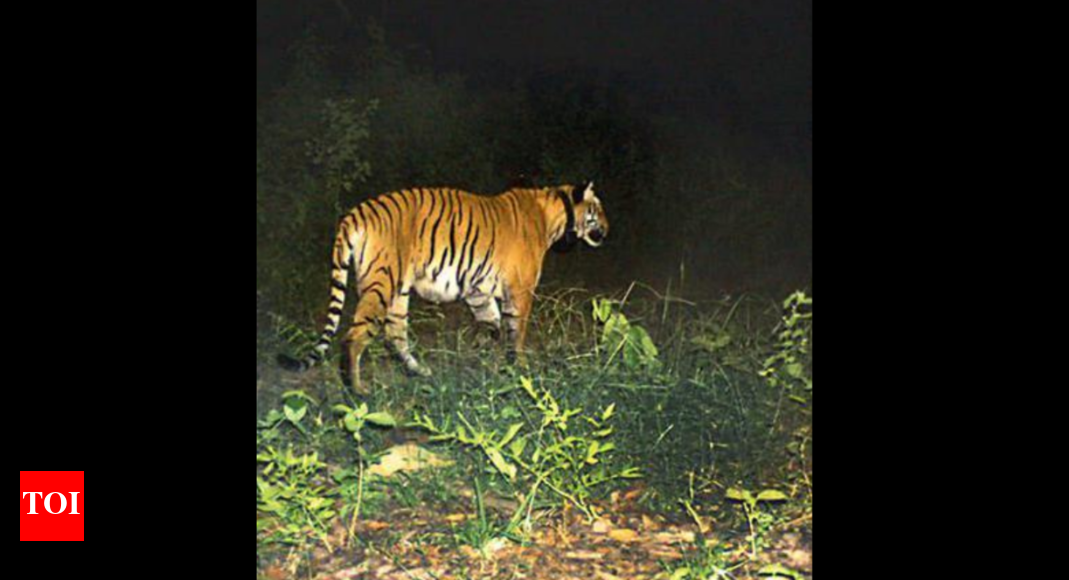 Uttarakhand: Tiger translocated from Corbett spotted in Rajaji Tiger ...