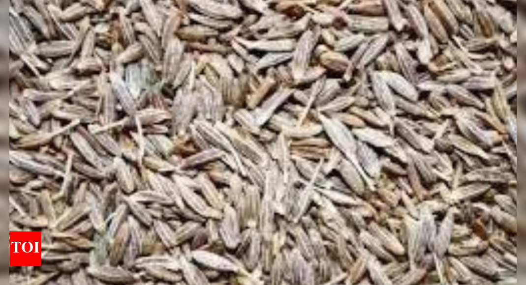 Over 28 tonnes of fake cumin seeds seized in Delhi factory bust | Delhi ...