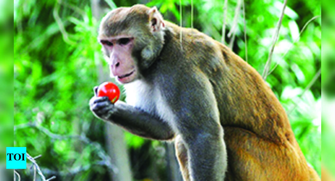 Monkeys, Pigs Make Life Tough For These Villagers | Thiruvananthapuram ...