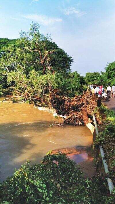 Tree falls in river, blocks its flow near Valshem bridge | Goa News ...