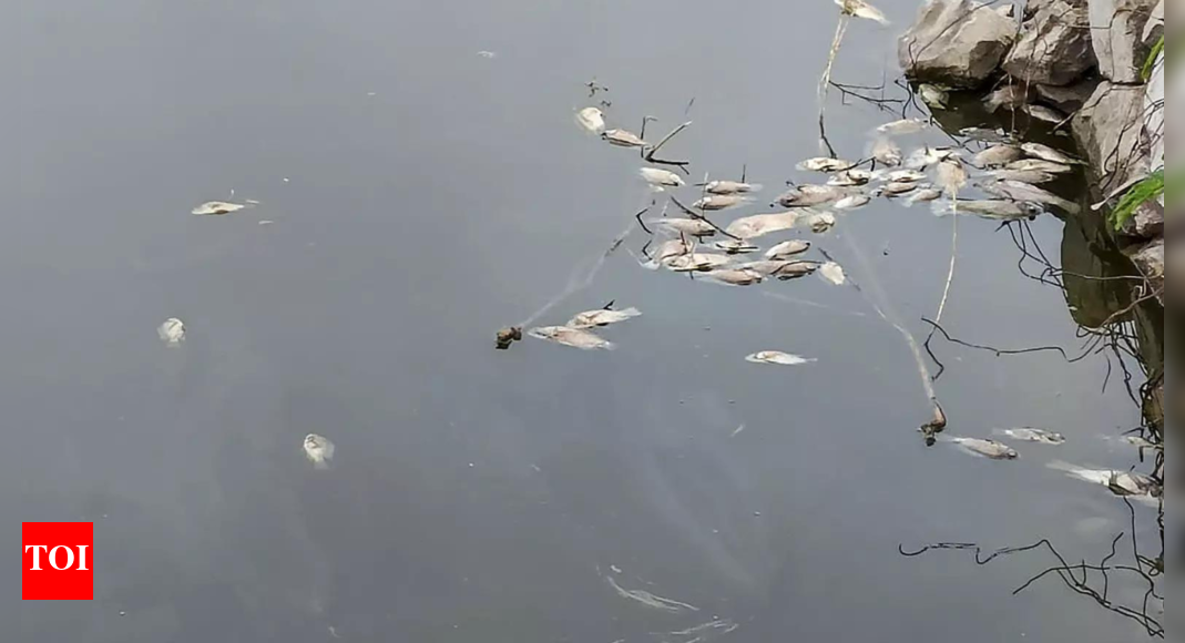 Delhi: Lack of oxygen suffocated fish in Najafgarh drain, says panel ...