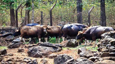 Goa: Zoo authority gives thumbs up for Bondla masterplan | Goa News ...