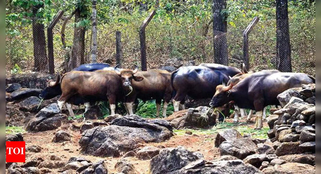 Goa: Zoo authority gives thumbs up for Bondla masterplan | Goa News ...