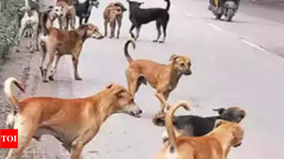 Khargone: Khargone: 5-year-old girl mauled by strays, bleeds to death | Bhopal News - Times of India