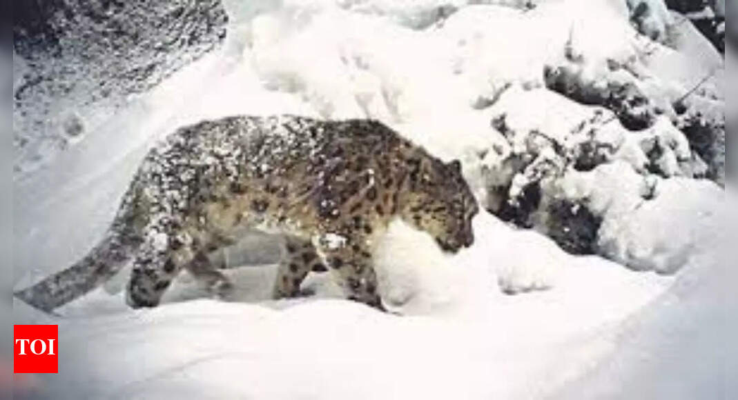 Number of snow leopards crosses 100 in Uttarakhand | Dehradun News ...
