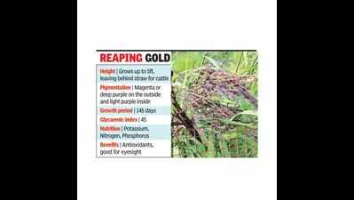 Goan farmers successfully grow high-value Manipuri black rice | Goa ...