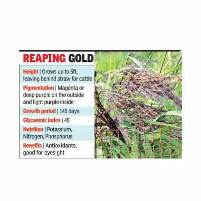 Goan farmers successfully grow high-value Manipuri black rice | Goa ...