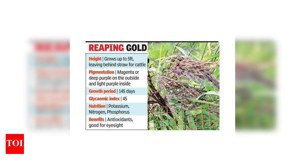 Goan farmers successfully grow high-value Manipuri black rice | Goa ...