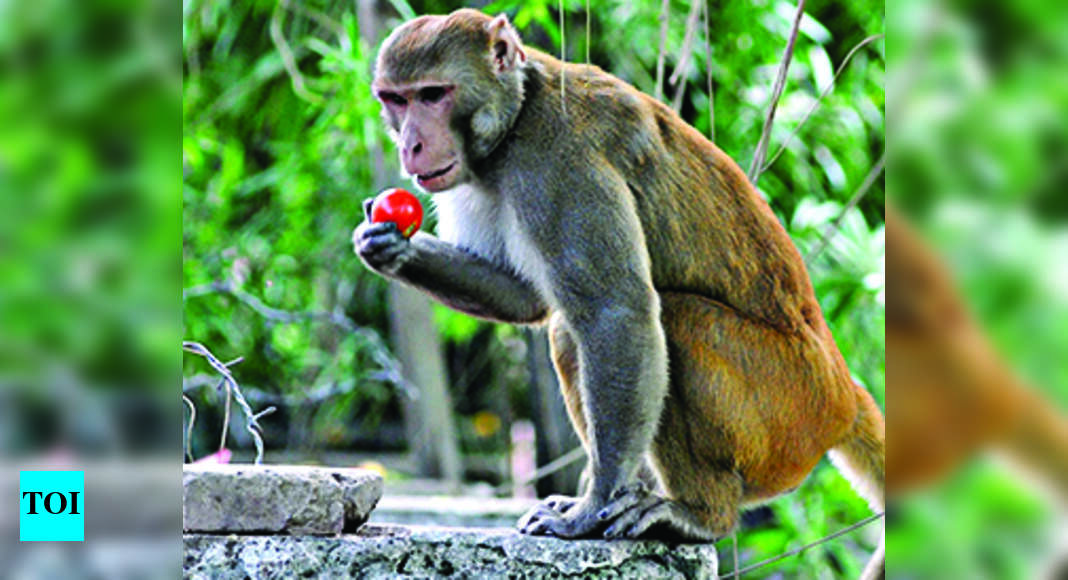 Vellarada: Monkeys And Pigs Make Life Difficult For These Villagers ...