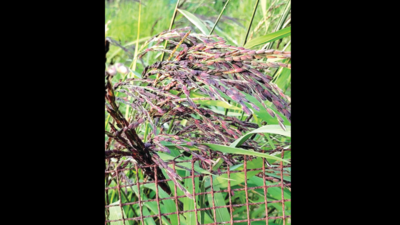 Goa: Goan farmers successfully grow high-value Manipuri black rice ...