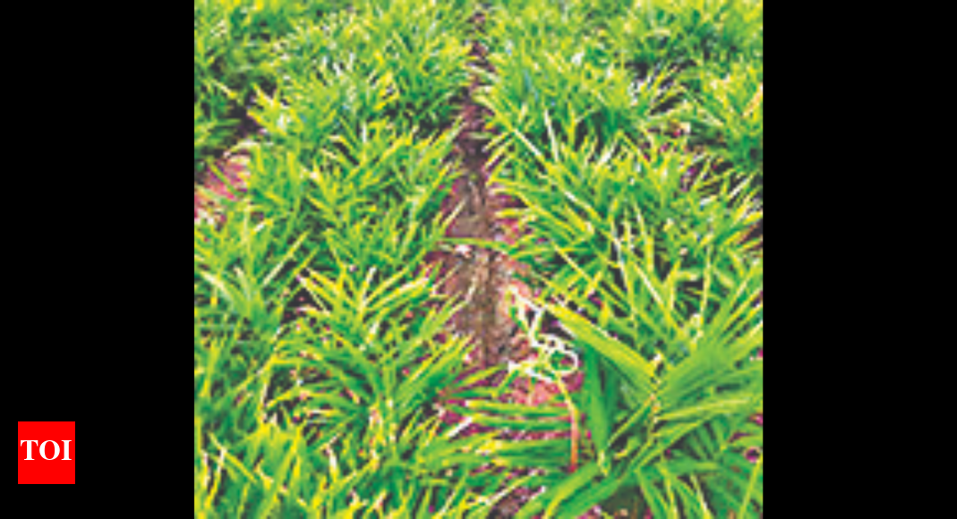 Inji Gramam: ‘inji Gramam’ In Kulathoor A Hit | Thiruvananthapuram News ...