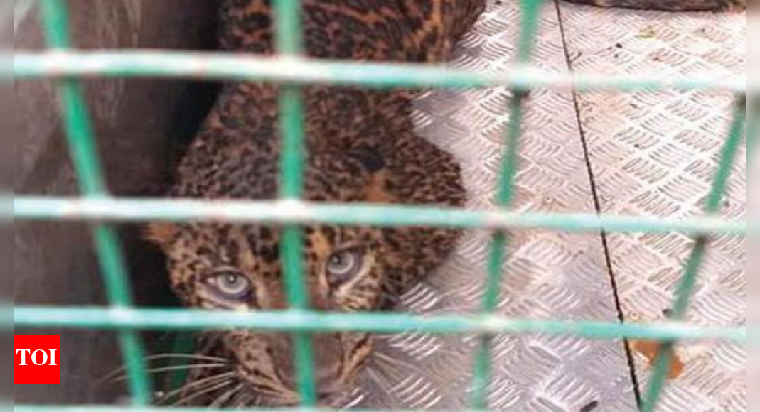Canacona: Leopard falls into Polem well, rescued | Goa News - Times of ...