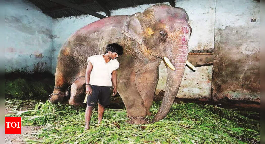 Bannerghatta: Mla Seeks Explanation On Temple Elephant’s Death In ...