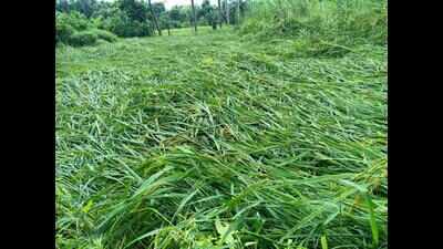 Goa: Rain damages roads, crops in Sanguem | Goa News - Times of India