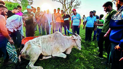 Bull Rescued From Valley After 8-hour Operation | Pune News - Times of ...