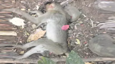 45 monkeys found dead in Andhra Pradesh village, poisoning suspected ...
