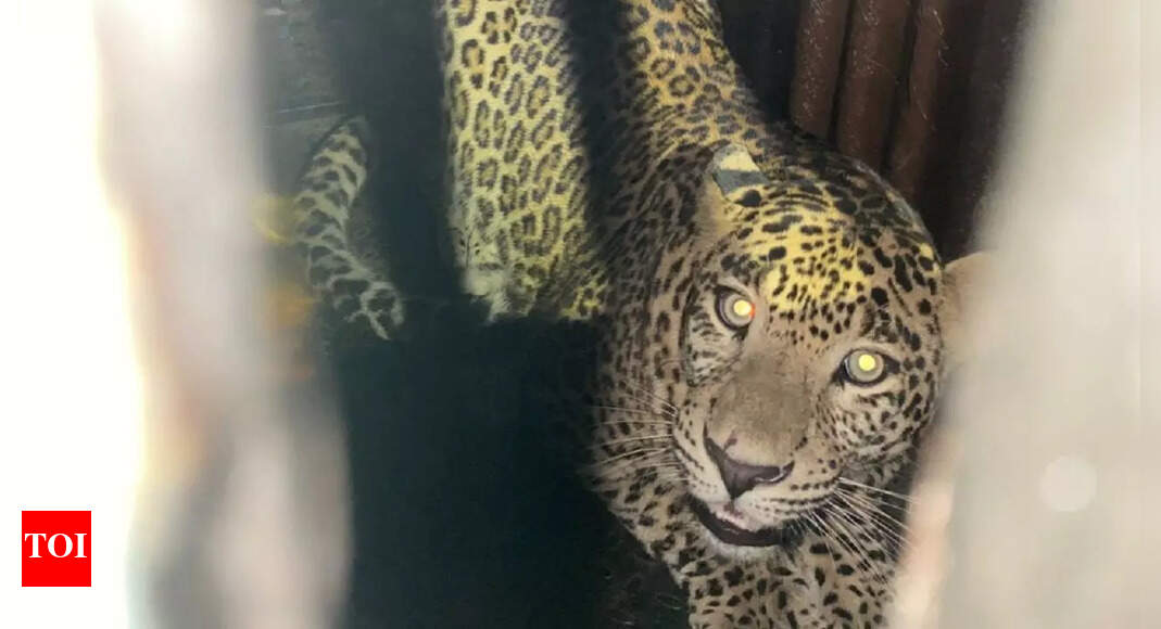Mumbai: Three-year-old male leopard suspected of recent attacks in ...