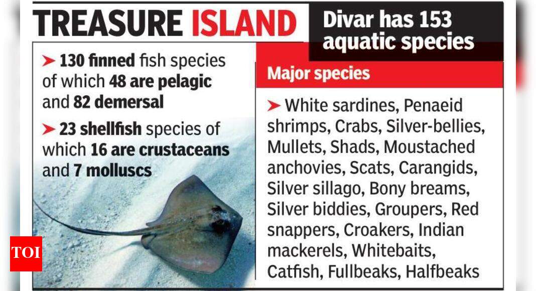 Year-long study finds Divar brimming with 130 fish and 23 shellfish ...