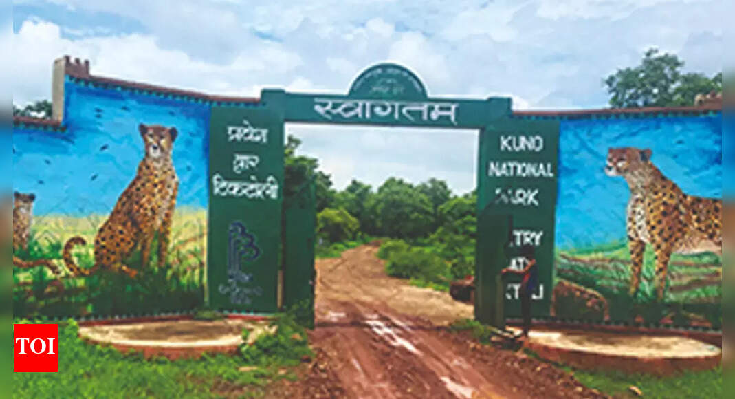 Kuno: Kuno National Park: Cheetah task force to have its first meet ...