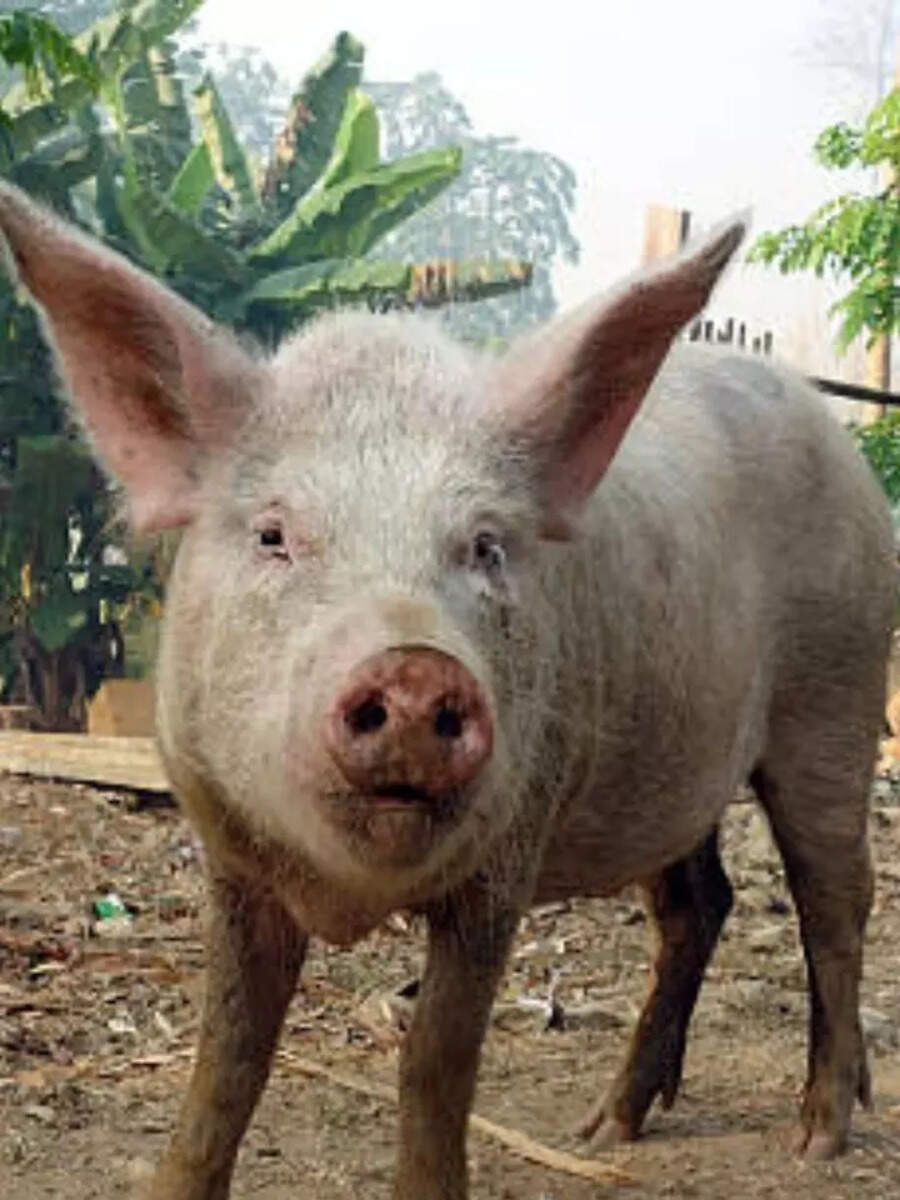 African swine flu: Can it affect humans? | Times Now