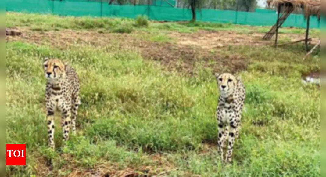 Cheetah: Task-force Meet: Cheetah Shift To Bigger Enclosure May Take ...